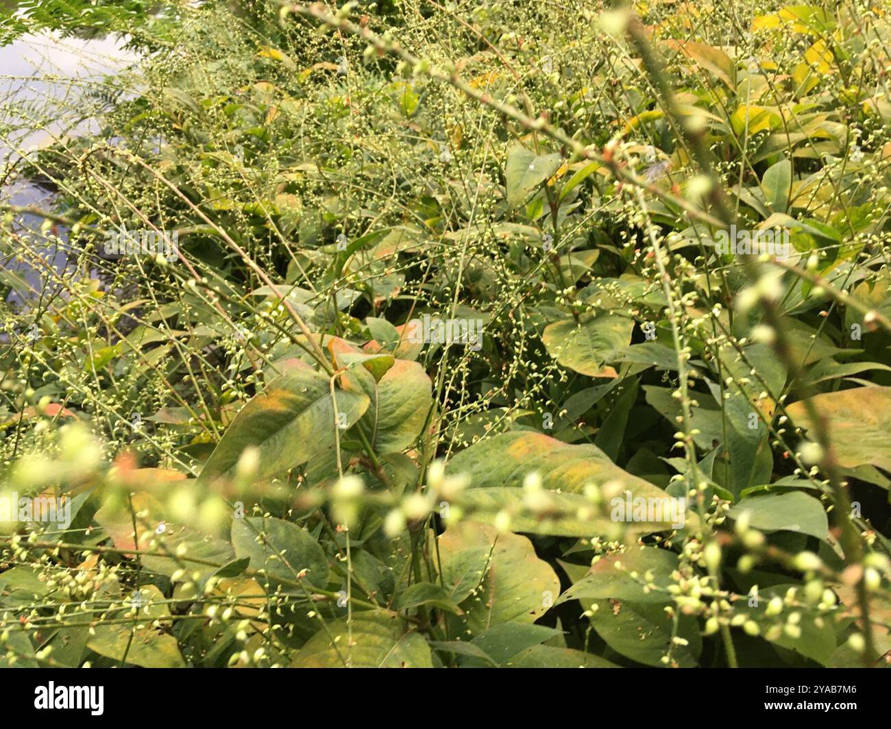 American jumpseed (Persicaria virginiana) Plantae Stock Photo - Alamy