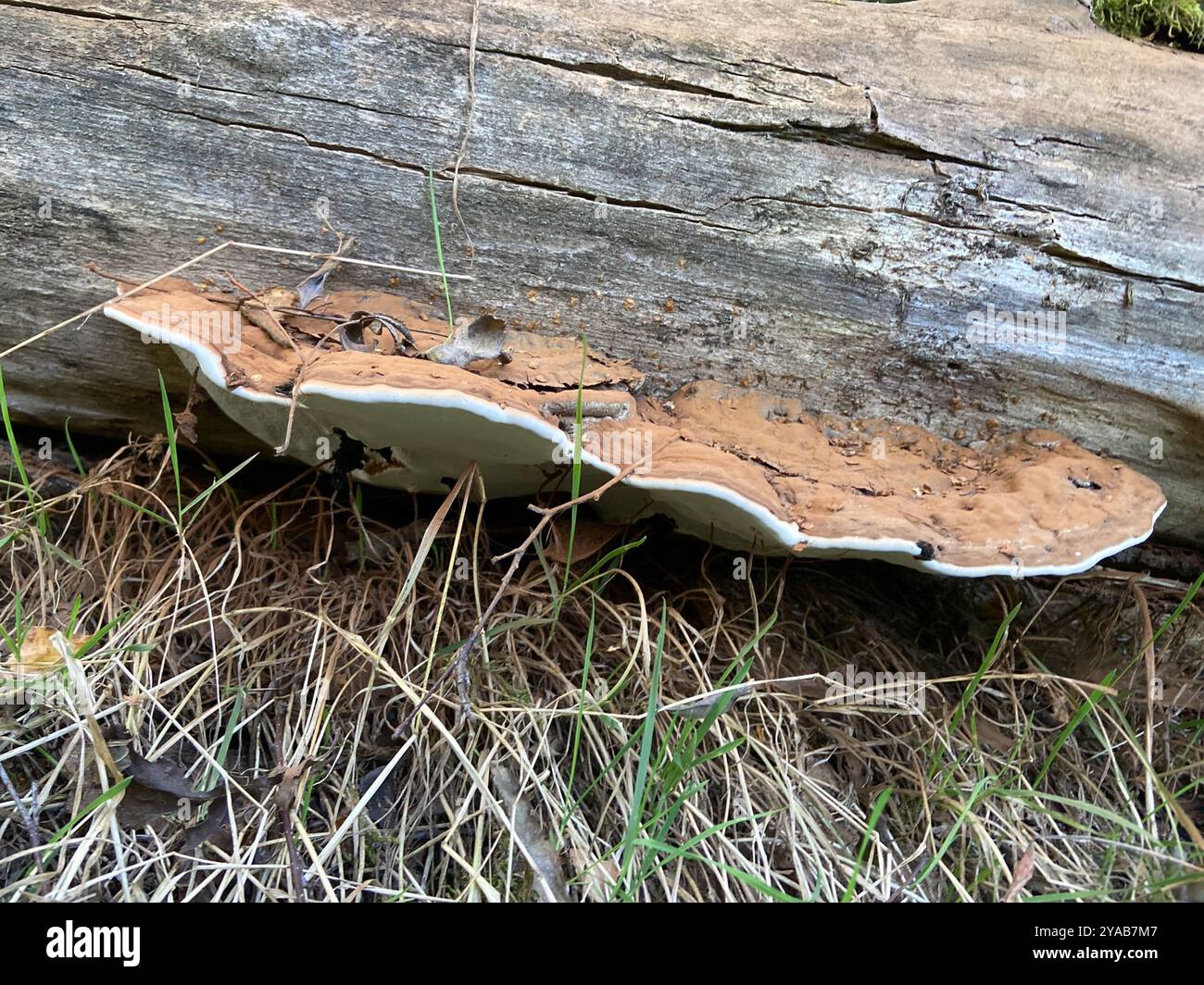 artist's bracket (Ganoderma applanatum) Fungi Stock Photo - Alamy