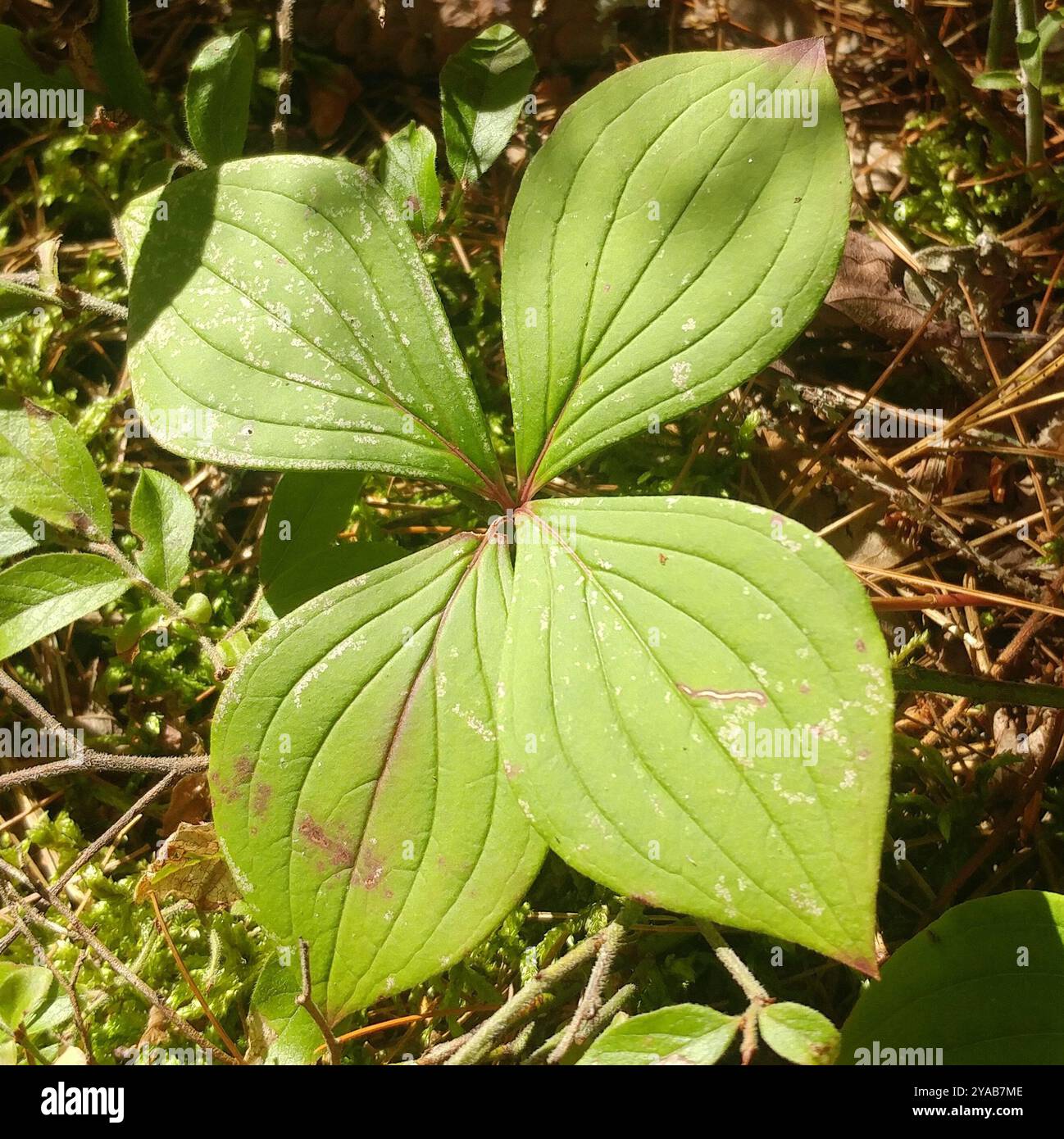 Canadian bunchberry (Cornus canadensis) Plantae Stock Photo - Alamy