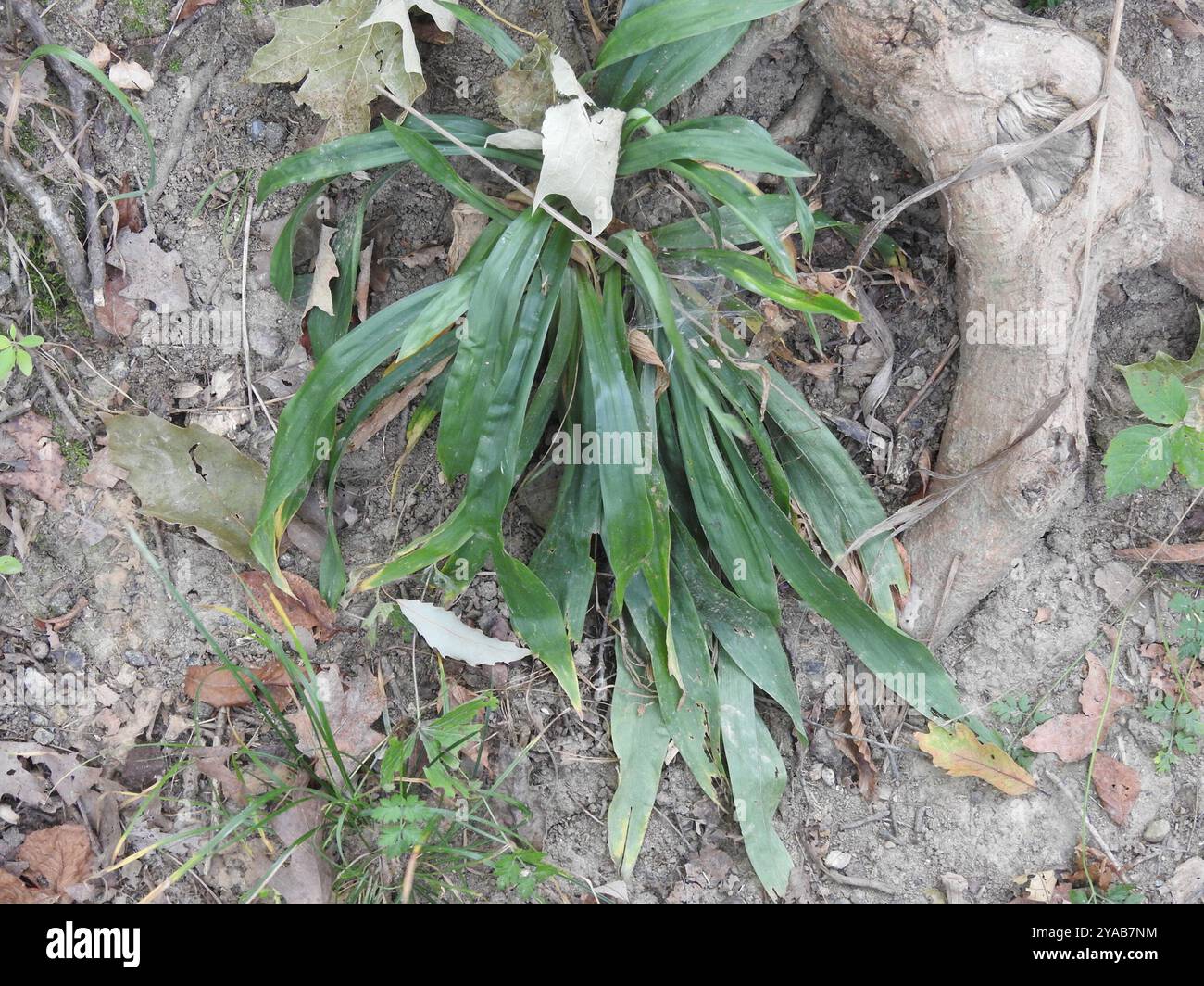 White Bear Sedge (Carex albursina) Plantae Stock Photo - Alamy