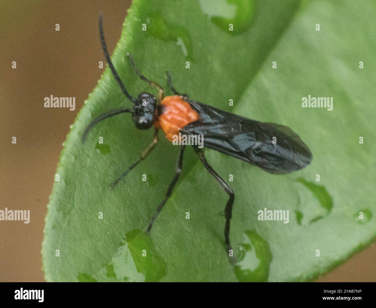 Argid Sawflies (Argidae) Insecta Stock Photo - Alamy