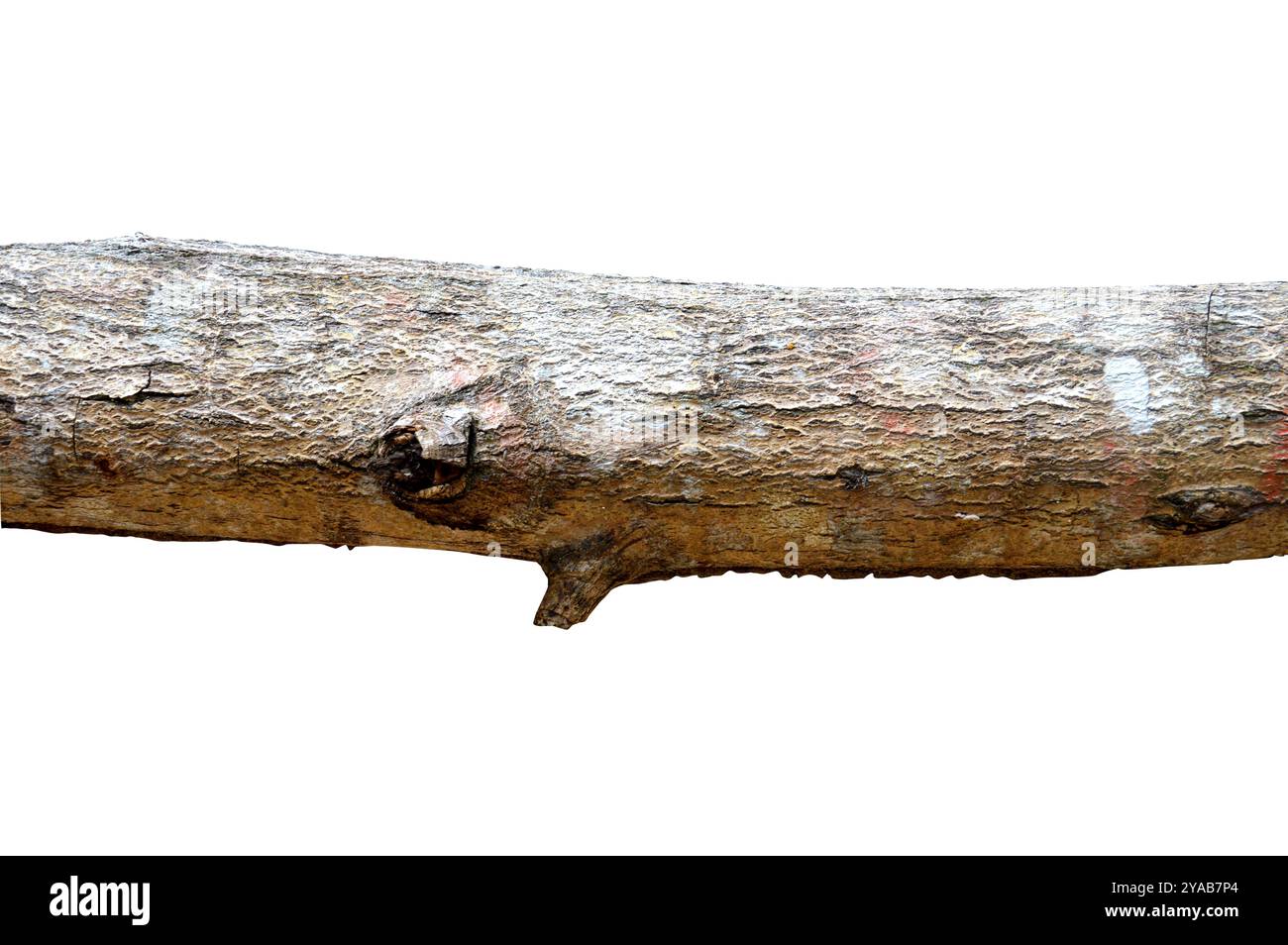 tree trunk isolated on white background Stock Photo - Alamy