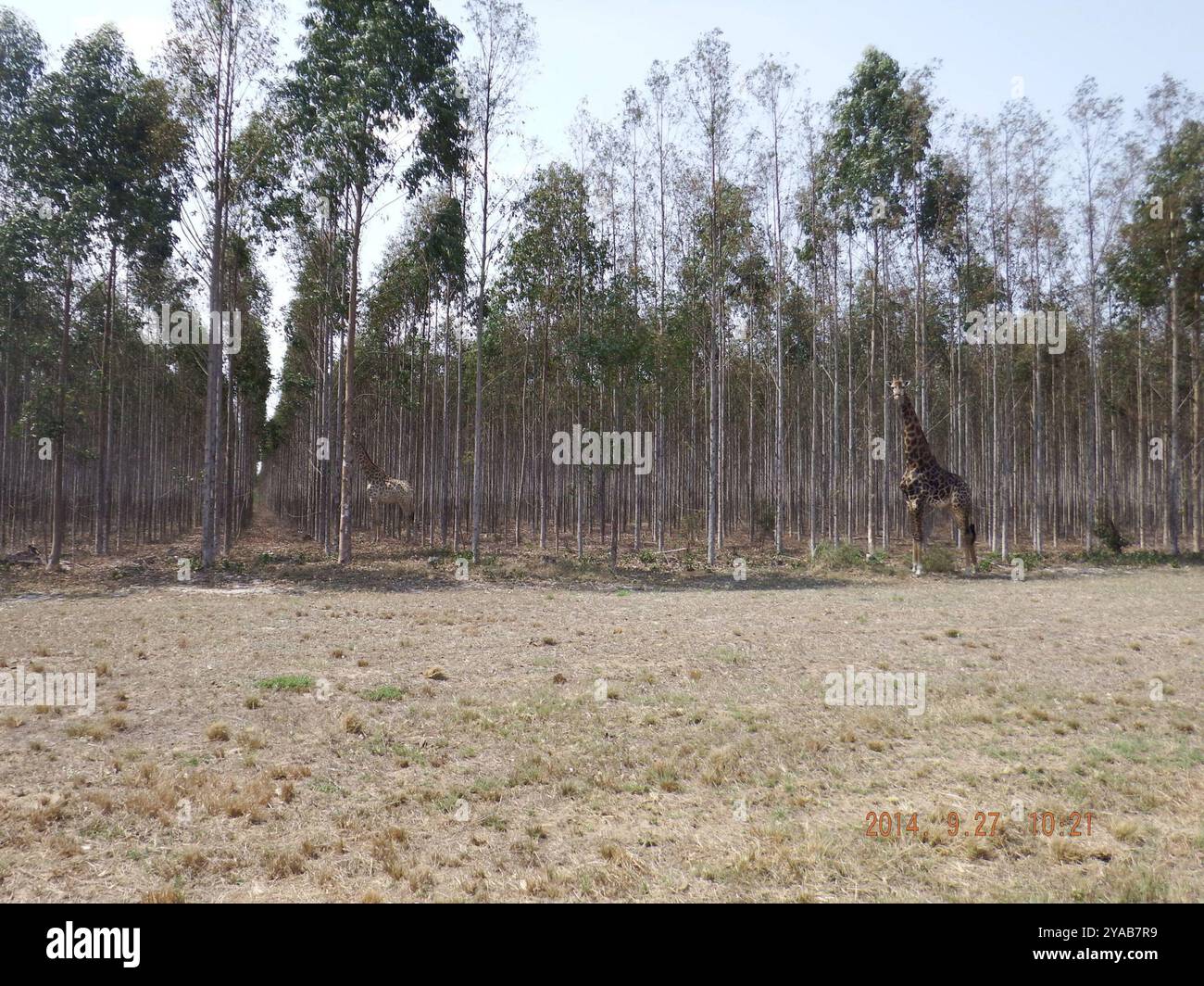 Southern African Giraffe (Giraffa giraffa giraffa) Mammalia Stock Photo ...