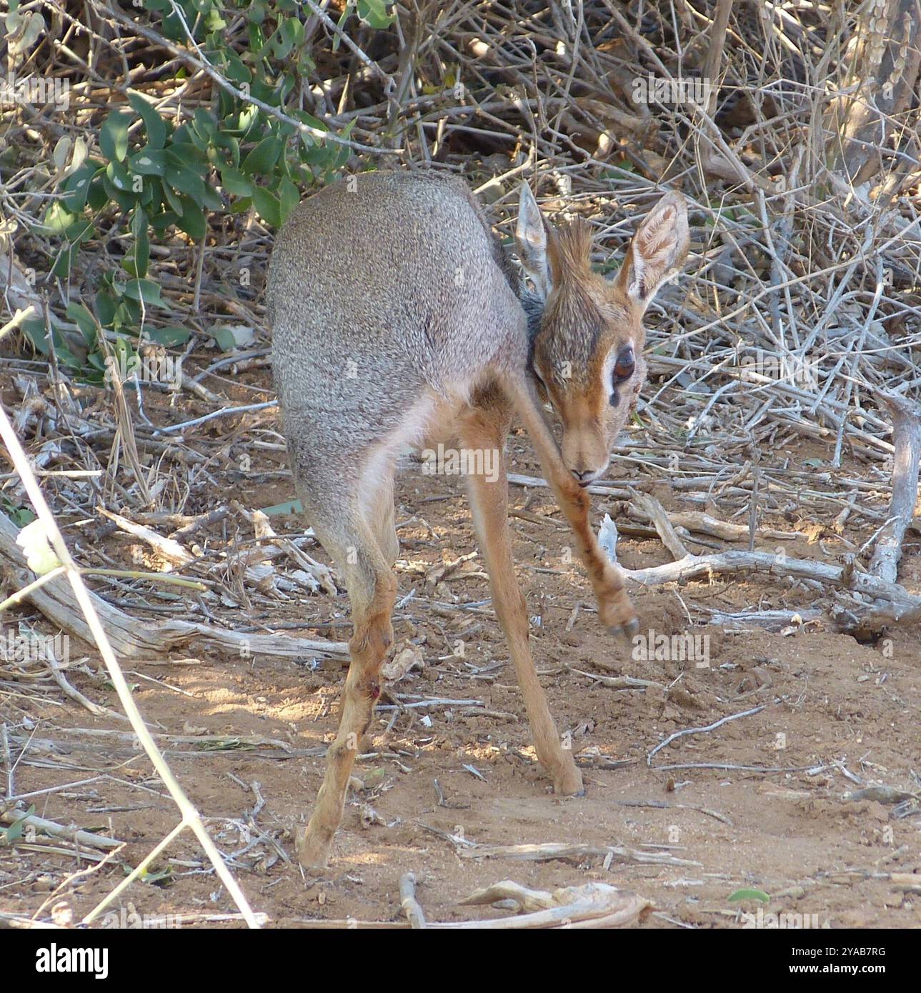 Hinde's Dik-Dik (Madoqua hindei) Mammalia Stock Photo - Alamy