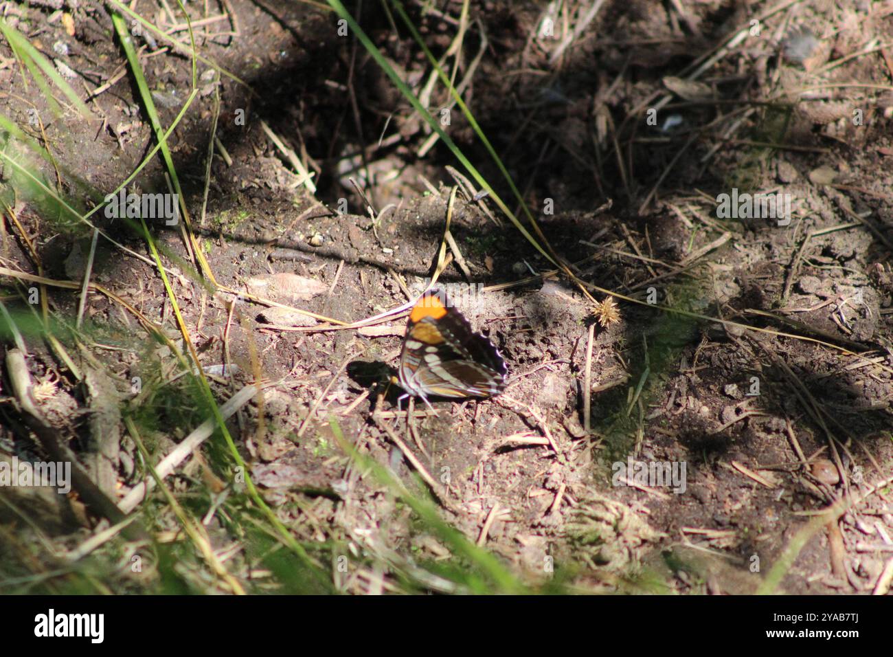California Sister (Adelpha californica) Insecta Stock Photo - Alamy