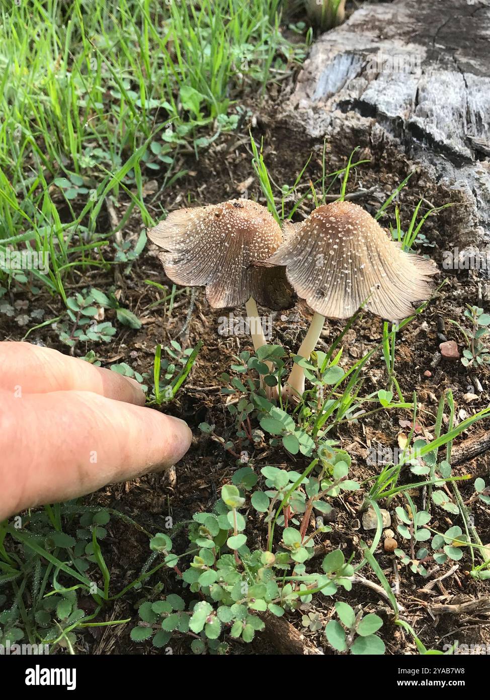 Brittlestems and Allies (Psathyrellaceae) Fungi Stock Photo - Alamy