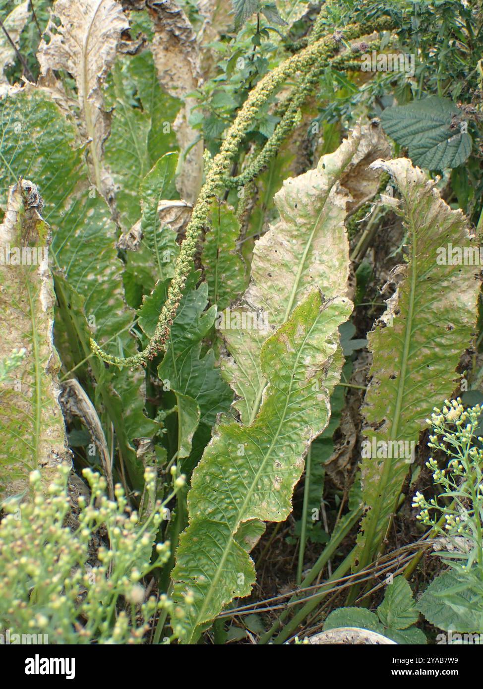 Horseradish (Armoracia rusticana) Plantae Stock Photo - Alamy