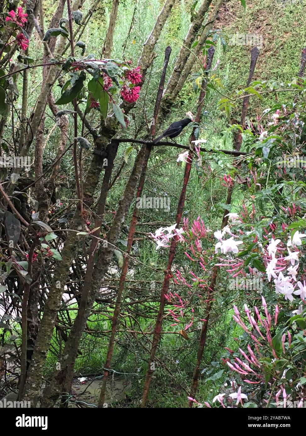Black Flowerpiercer (Diglossa humeralis) Aves Stock Photo - Alamy