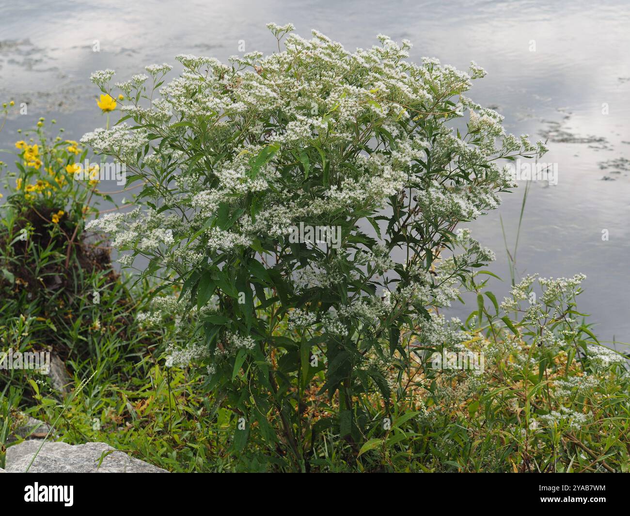 late boneset (Eupatorium serotinum) Plantae Stock Photo - Alamy