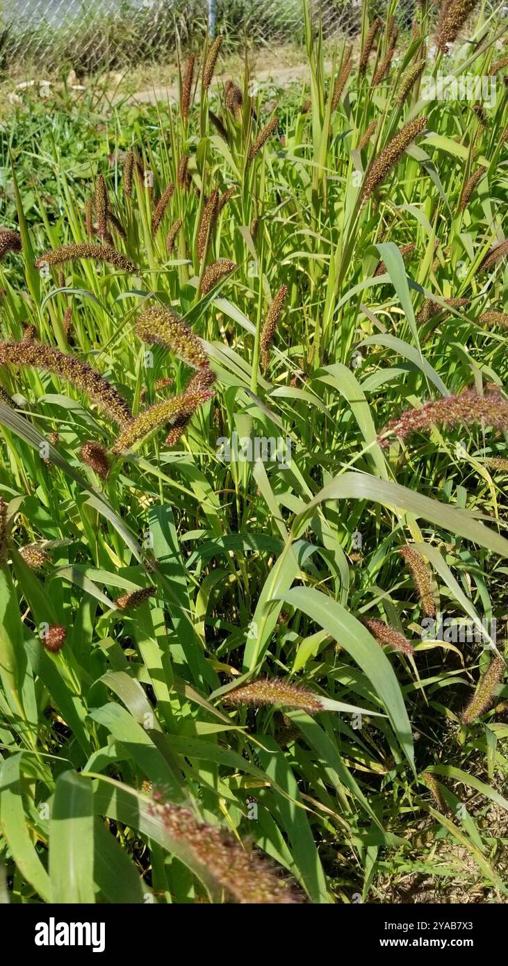 Green Bristle Grass (Setaria viridis) Plantae Stock Photo - Alamy