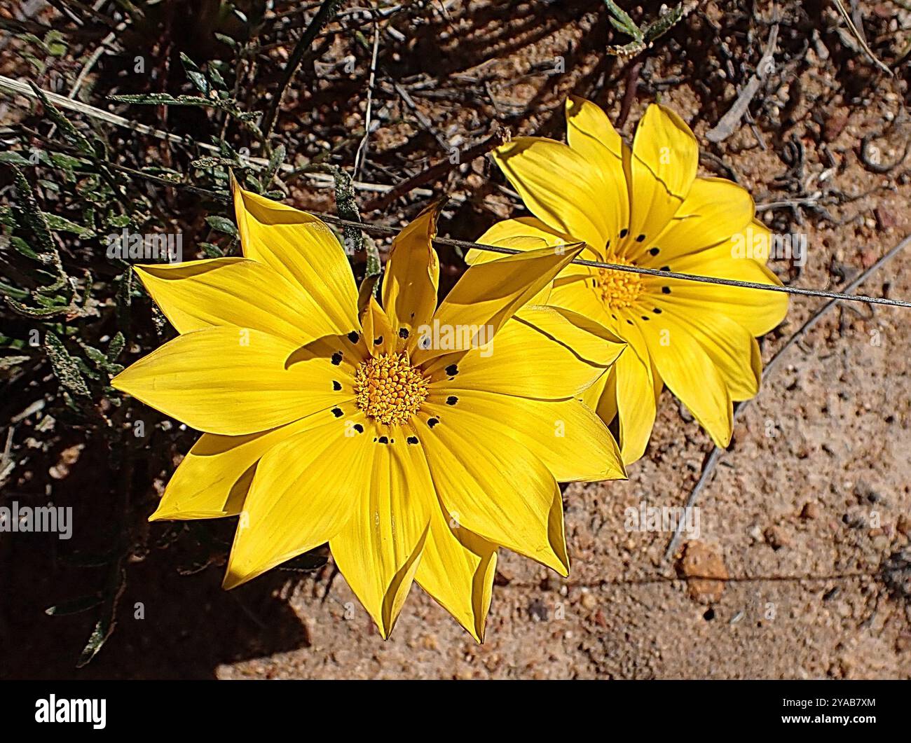 Butter Flower (Gazania krebsiana krebsiana) Plantae Stock Photo - Alamy