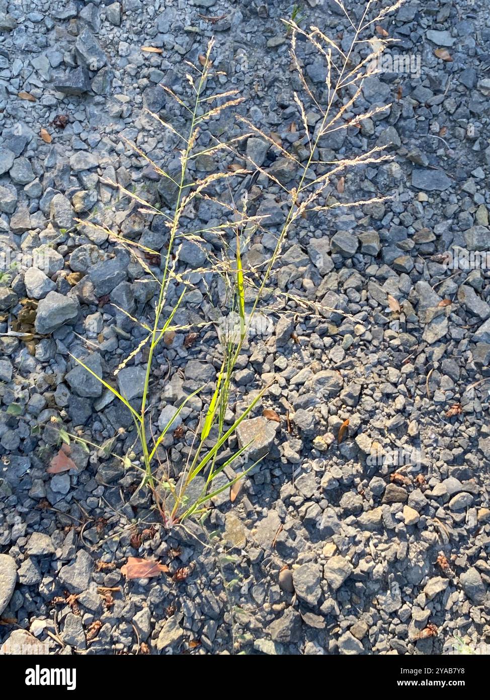 sprangletop (Diplachne fusca) Plantae Stock Photo - Alamy