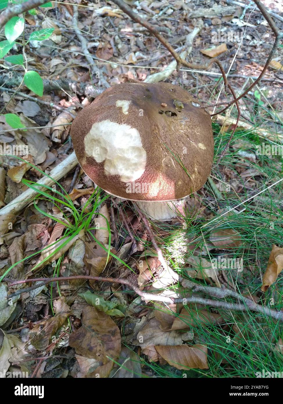 Summer Bolete (Boletus reticulatus) Fungi Stock Photo - Alamy