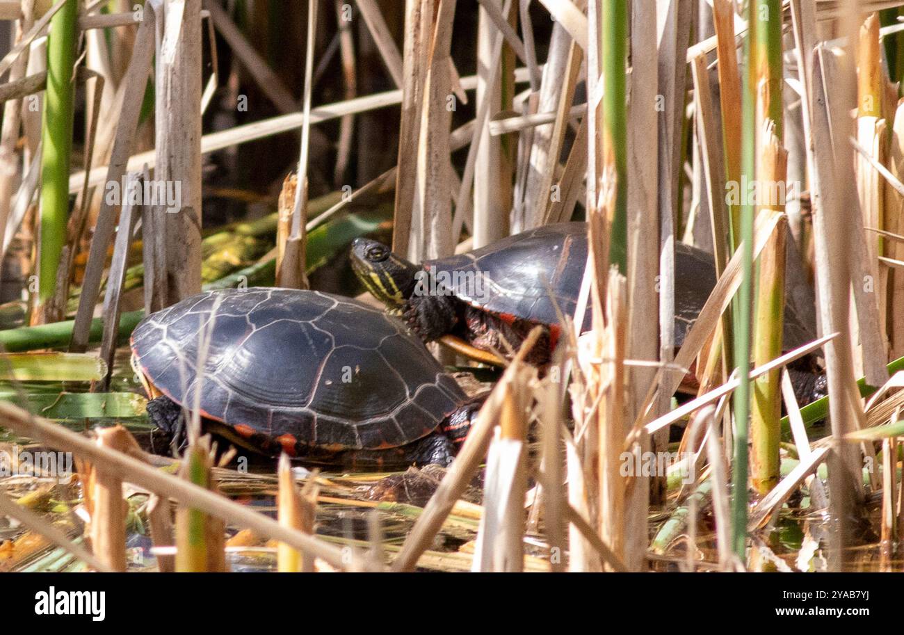 Midland Painted Turtle (Chrysemys picta marginata) Reptilia Stock Photo ...