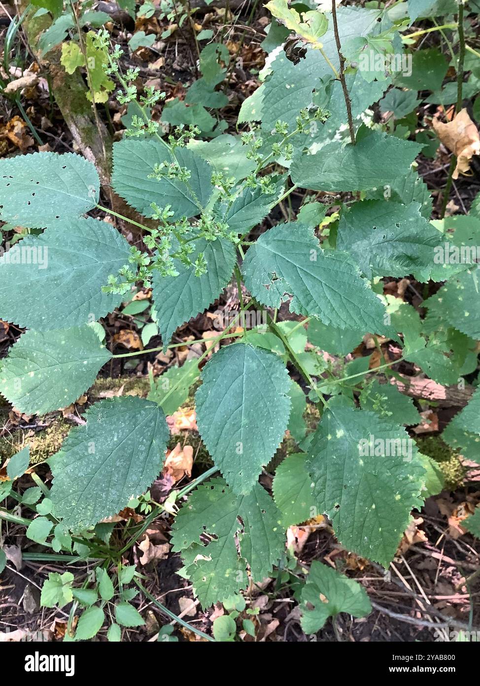 wood nettle (Laportea canadensis) Plantae Stock Photo - Alamy