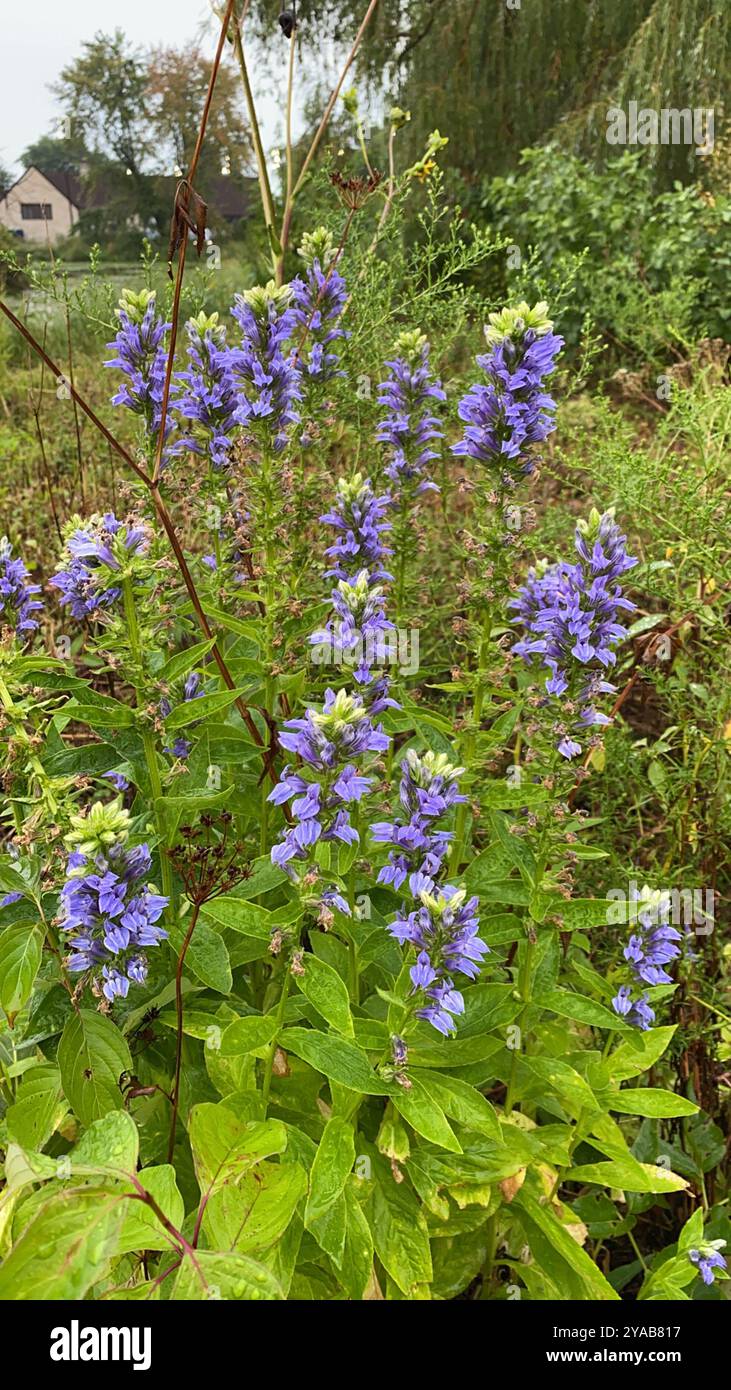 great blue lobelia (Lobelia siphilitica) Plantae Stock Photo - Alamy