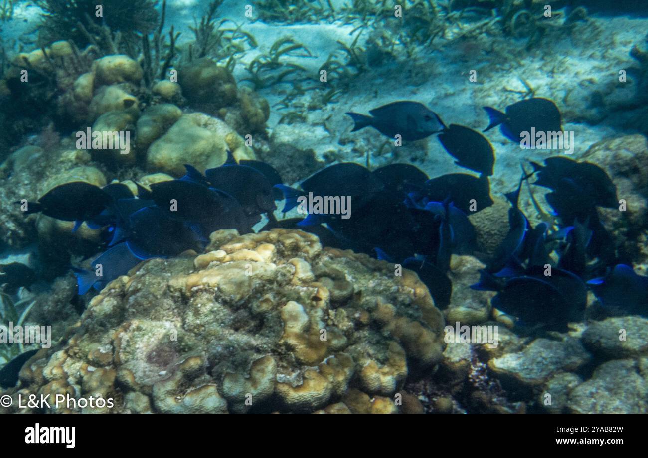 Atlantic Blue Tang (Acanthurus coeruleus) Actinopterygii Stock Photo ...