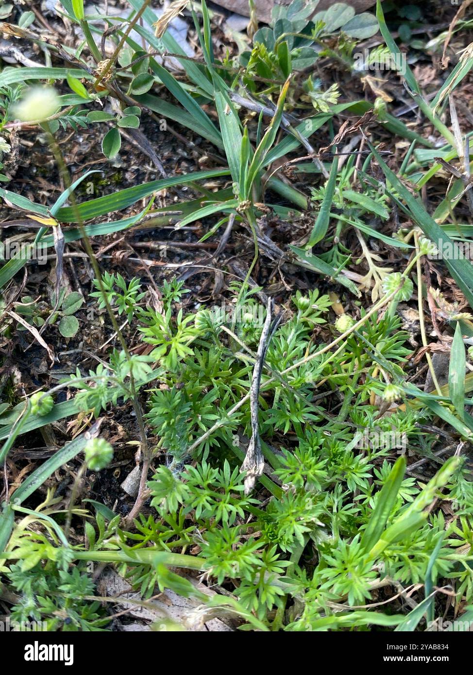 Common Cotula (Cotula australis) Plantae Stock Photo - Alamy