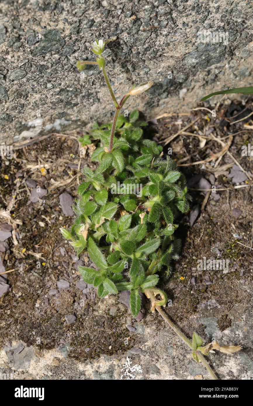 Common mouse-ear chickweed (Cerastium fontanum) Plantae Stock Photo - Alamy