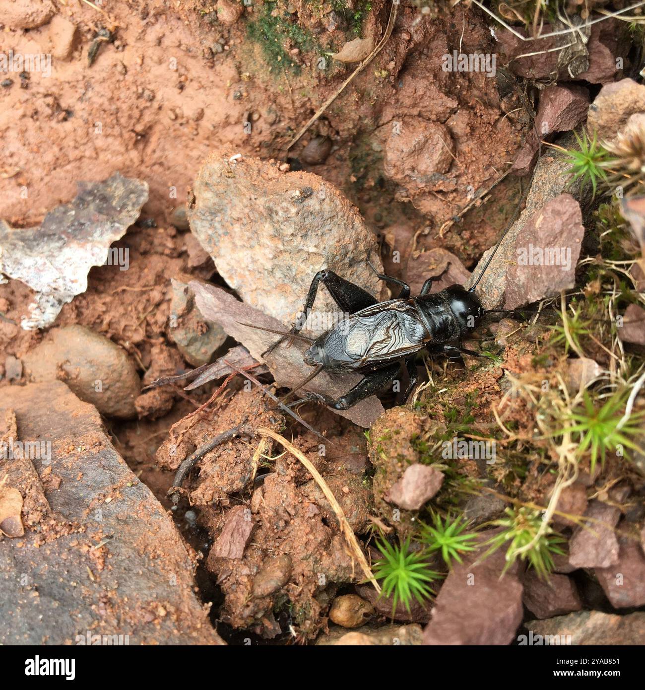 Fall Field Cricket (Gryllus pennsylvanicus) Insecta Stock Photo - Alamy