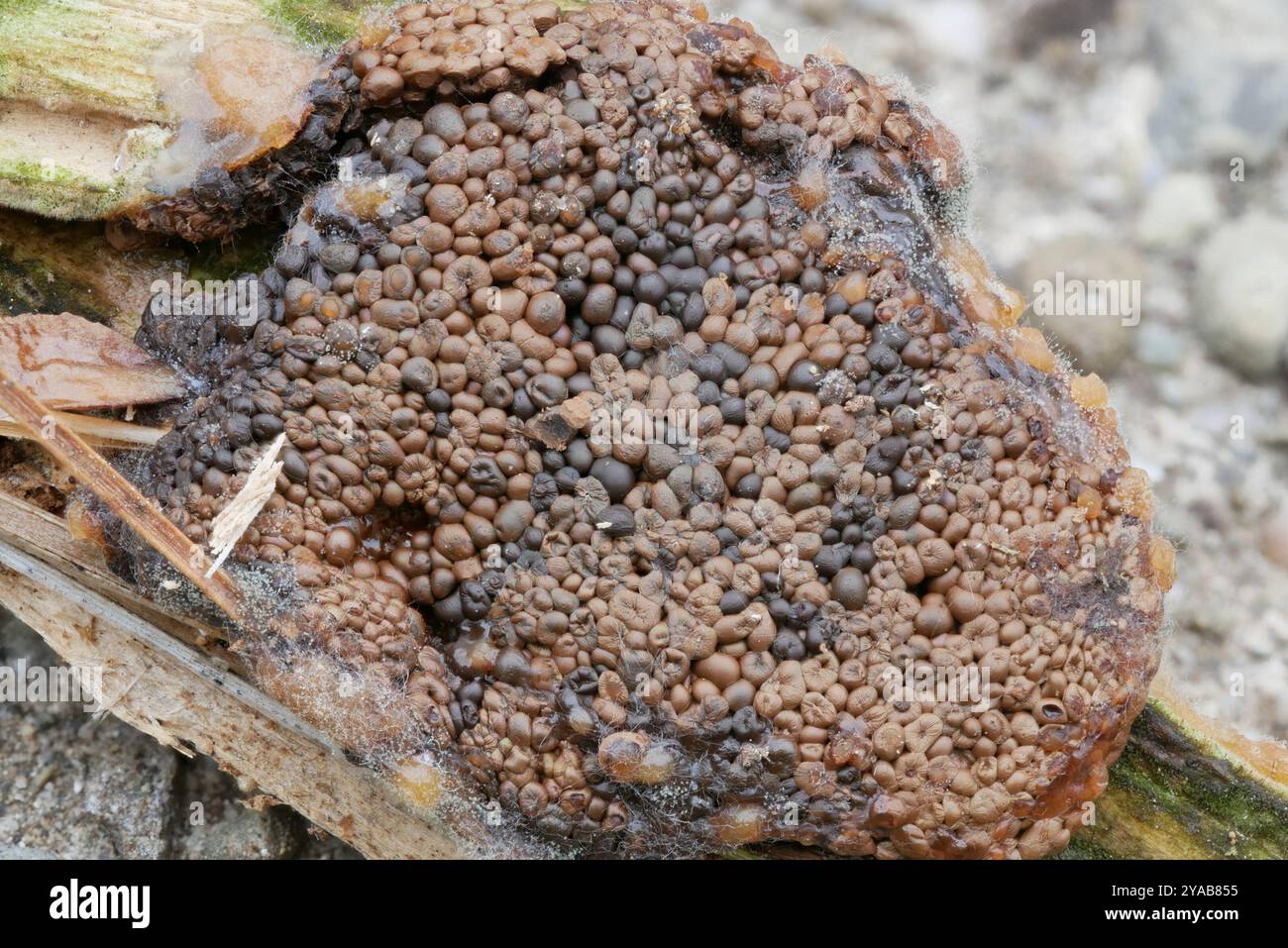Red Raspberry Slime Mold (Tubifera ferruginosa) Protozoa Stock Photo ...