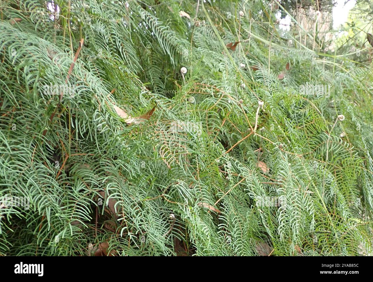 scrambling coral-fern (Gleichenia microphylla) Plantae Stock Photo - Alamy