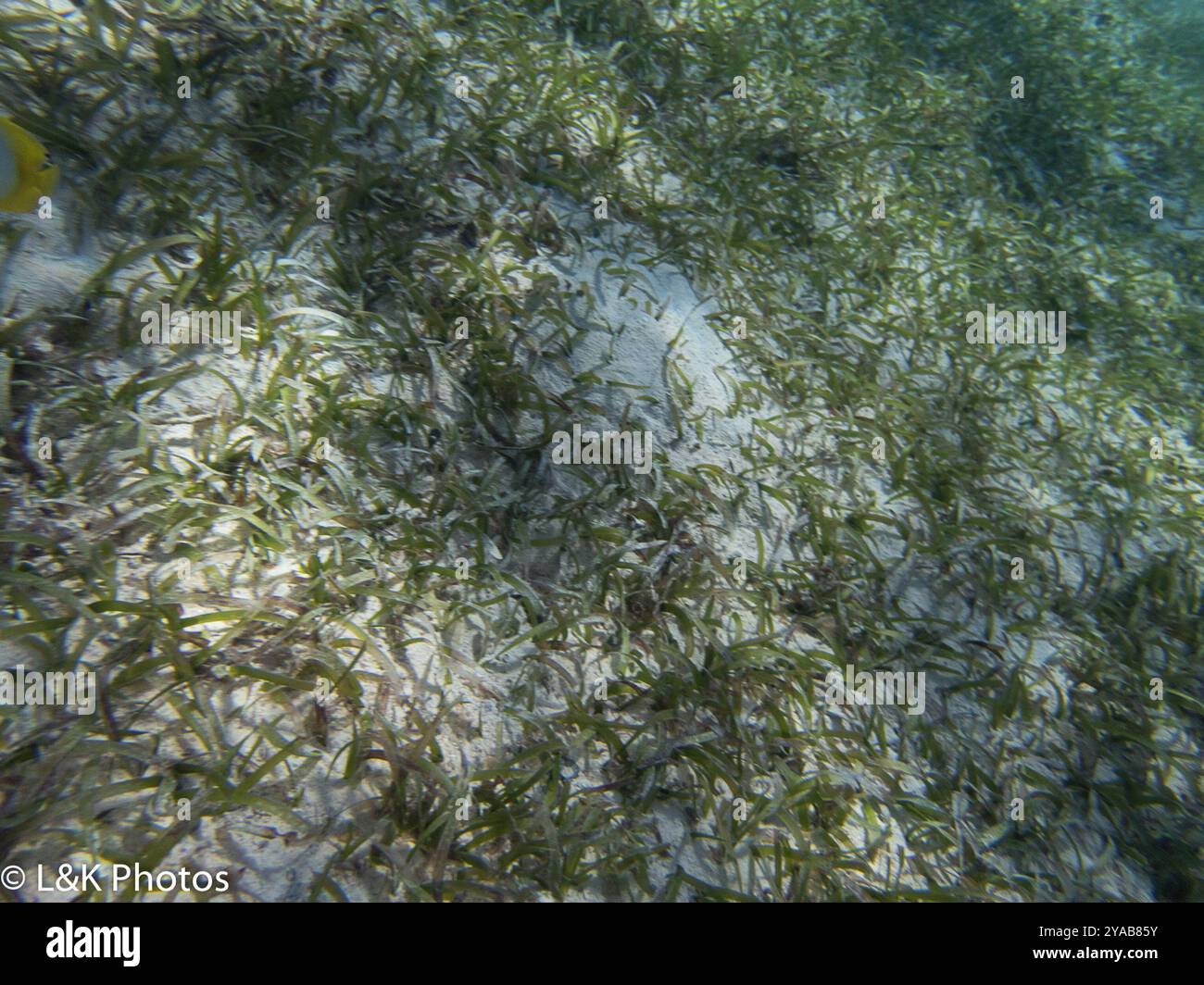 Turtle Grass (Thalassia testudinum) Plantae Stock Photo - Alamy