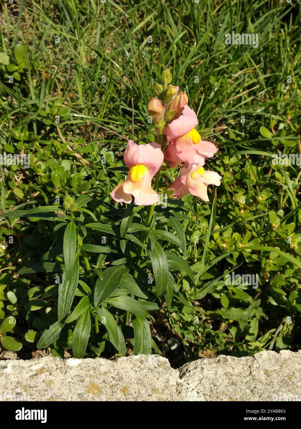 Snapdragon (Antirrhinum majus) Plantae Stock Photo - Alamy