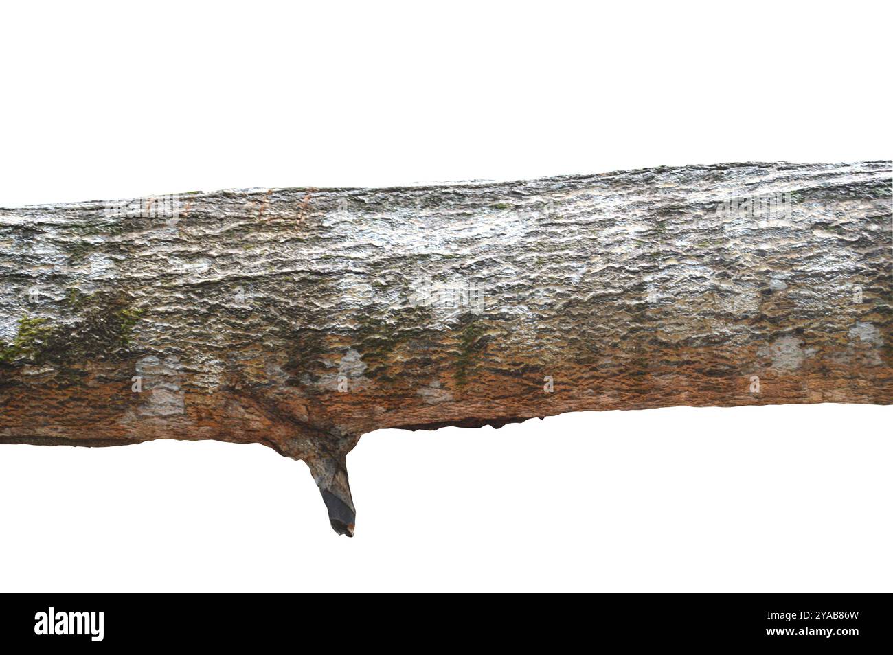 tree trunk isolated on white background Stock Photo - Alamy