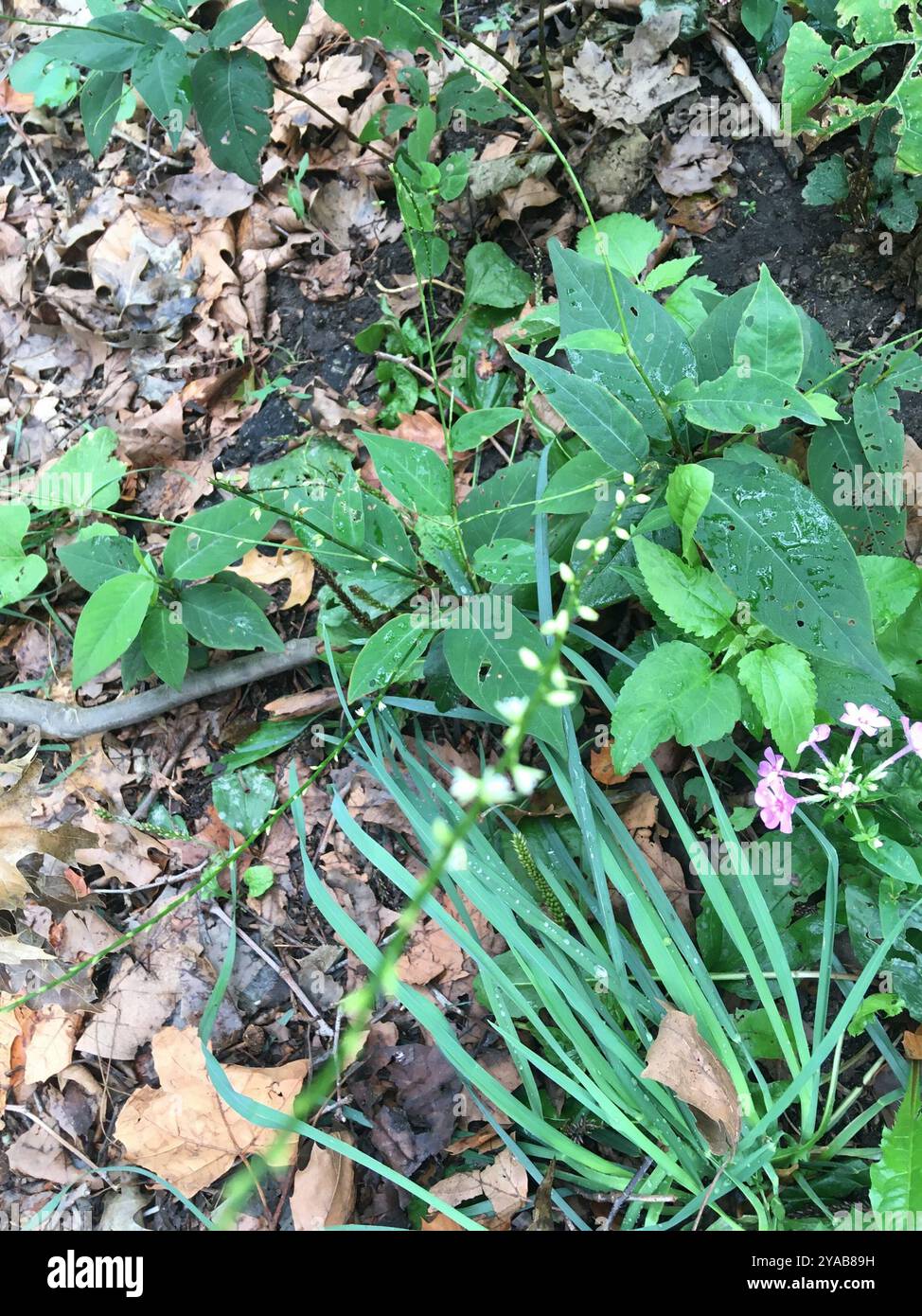 American jumpseed (Persicaria virginiana) Plantae Stock Photo - Alamy