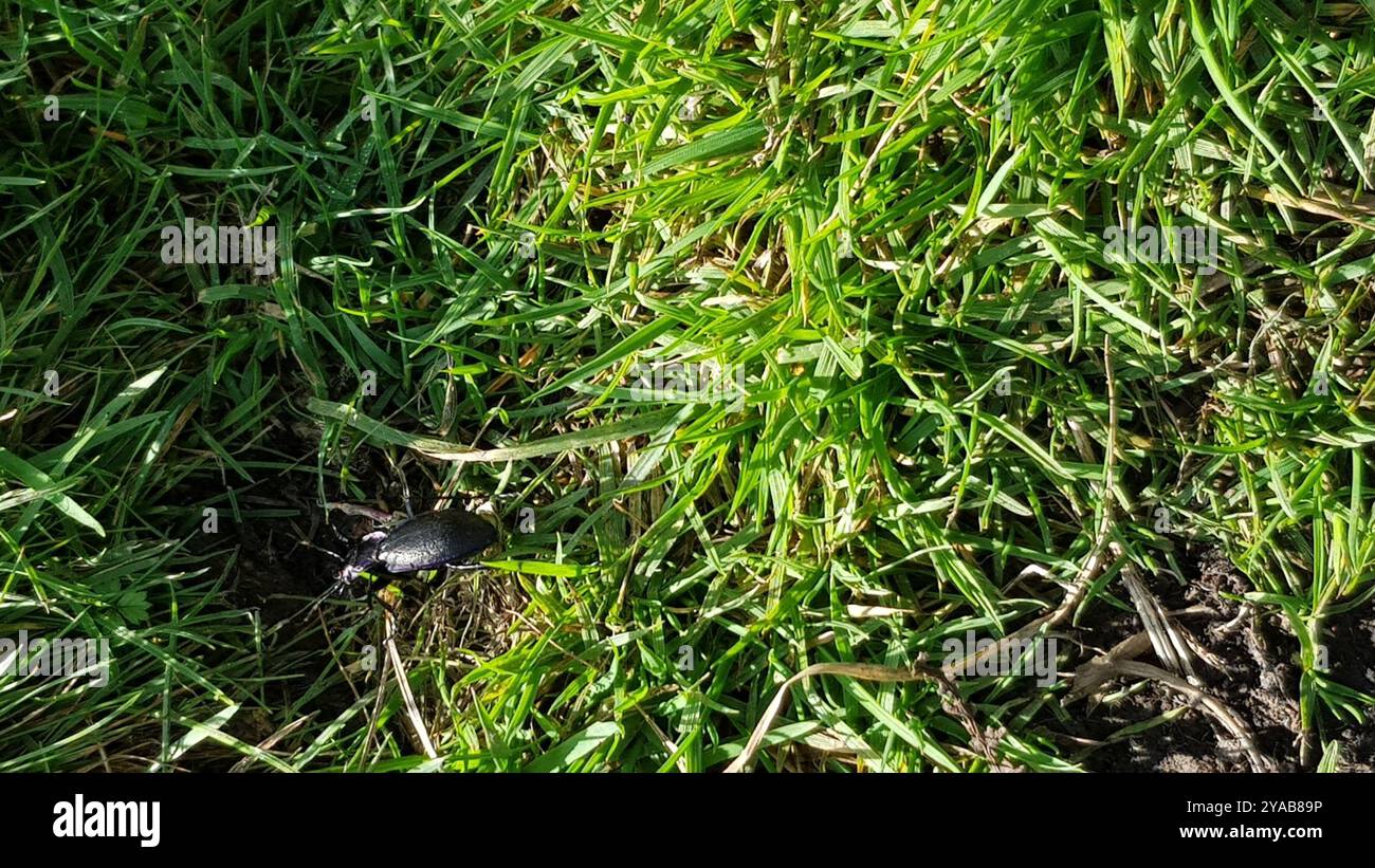 Rough Violet Ground Beetle (Carabus problematicus) Insecta Stock Photo ...