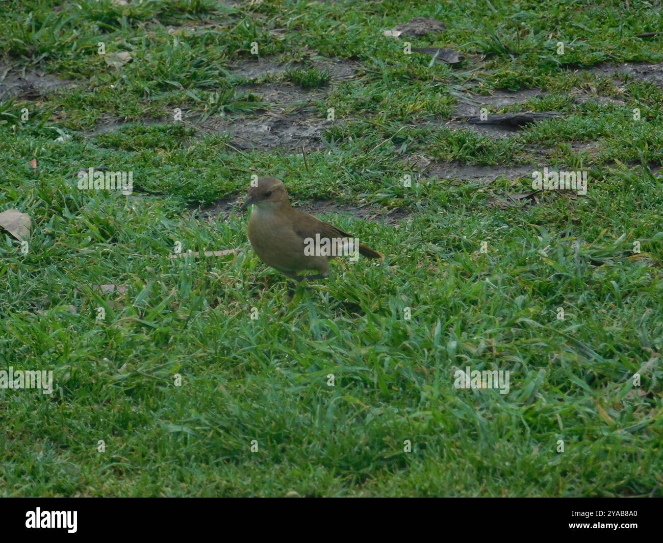 Rufous Hornero (Furnarius rufus) Aves Stock Photo - Alamy