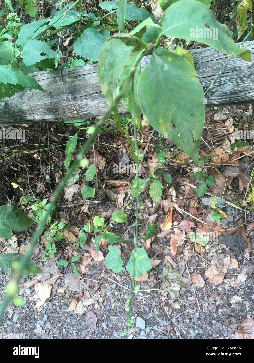 American jumpseed (Persicaria virginiana) Plantae Stock Photo - Alamy