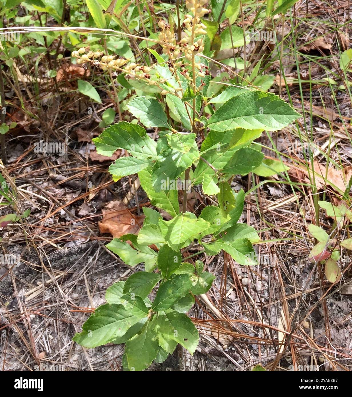 Sweet Pepperbush (Clethra alnifolia) Plantae Stock Photo - Alamy