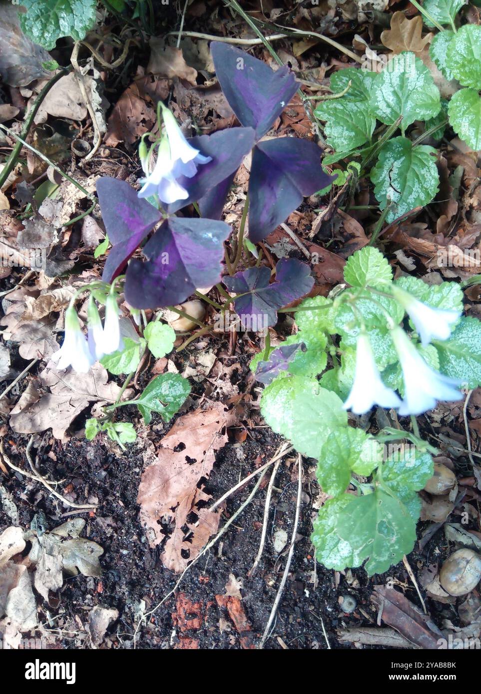 false shamrock (Oxalis triangularis) Plantae Stock Photo - Alamy