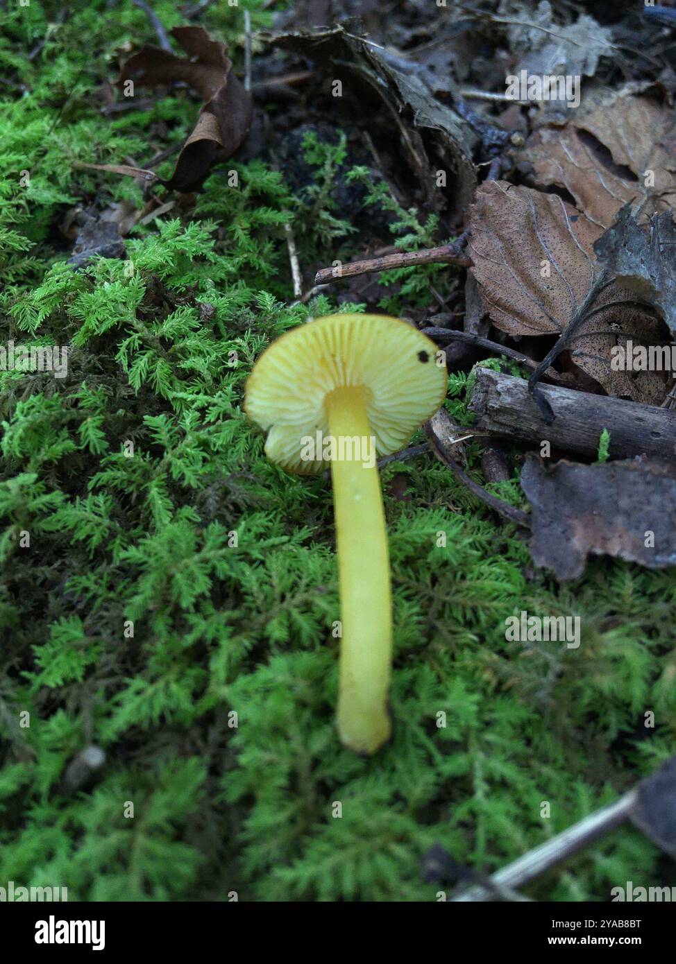 Hygrocybe chlorophana fungi hi-res stock photography and images - Alamy