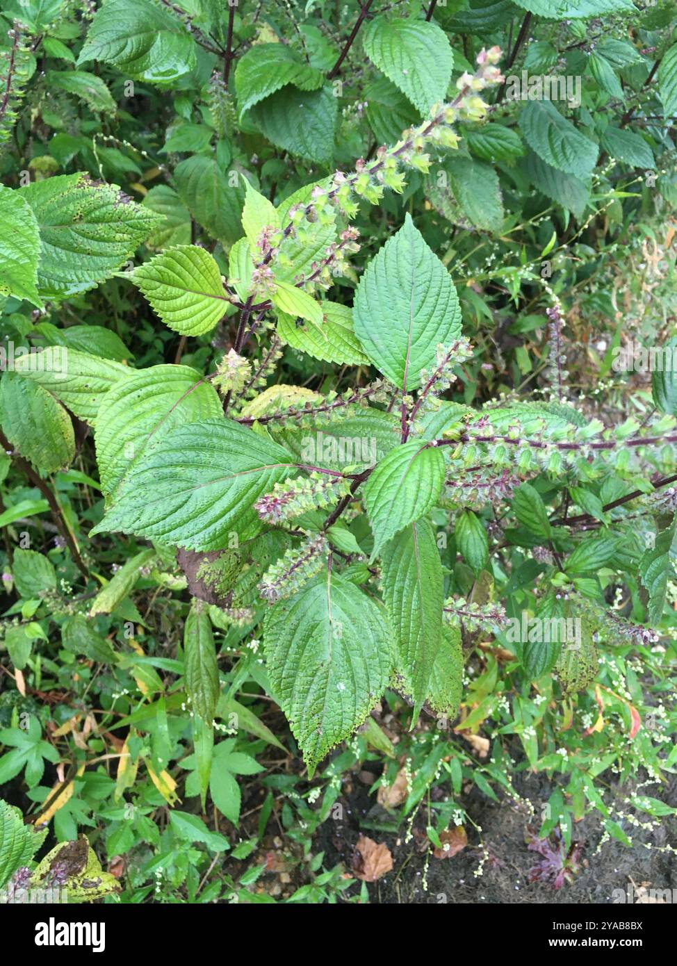 beefsteak plant (Perilla frutescens) Plantae Stock Photo - Alamy