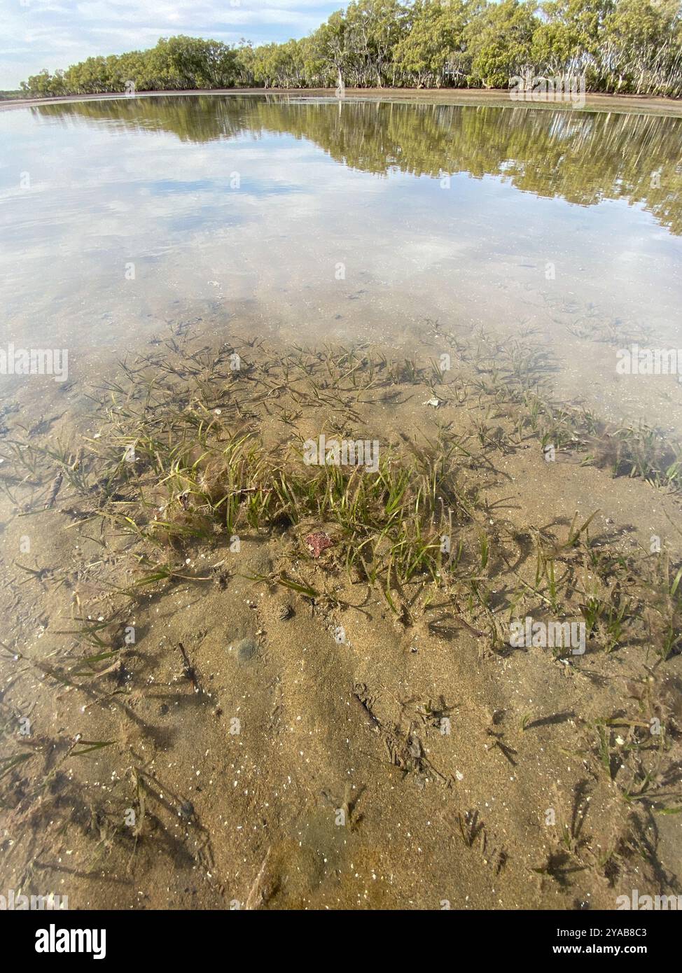 Round-leafed ribbon grass (Cymodocea rotundata) Plantae Stock Photo - Alamy