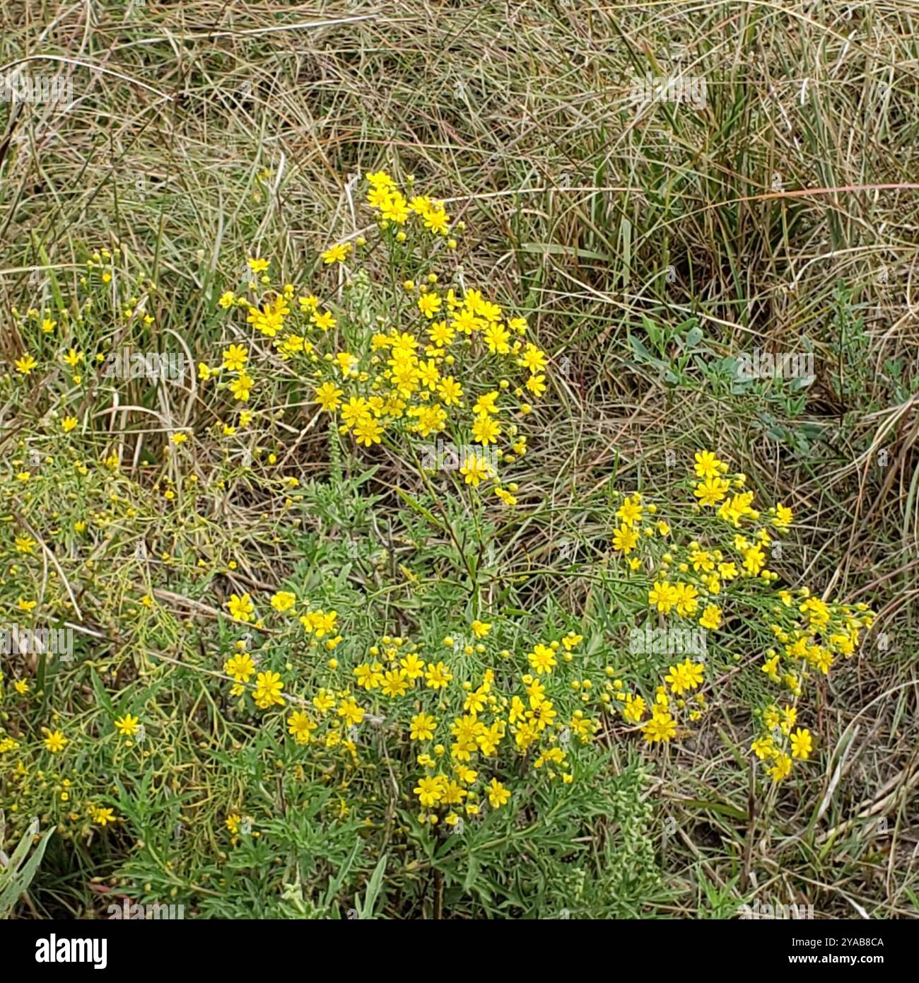 prairie broomweed (Amphiachyris dracunculoides) Plantae Stock Photo - Alamy