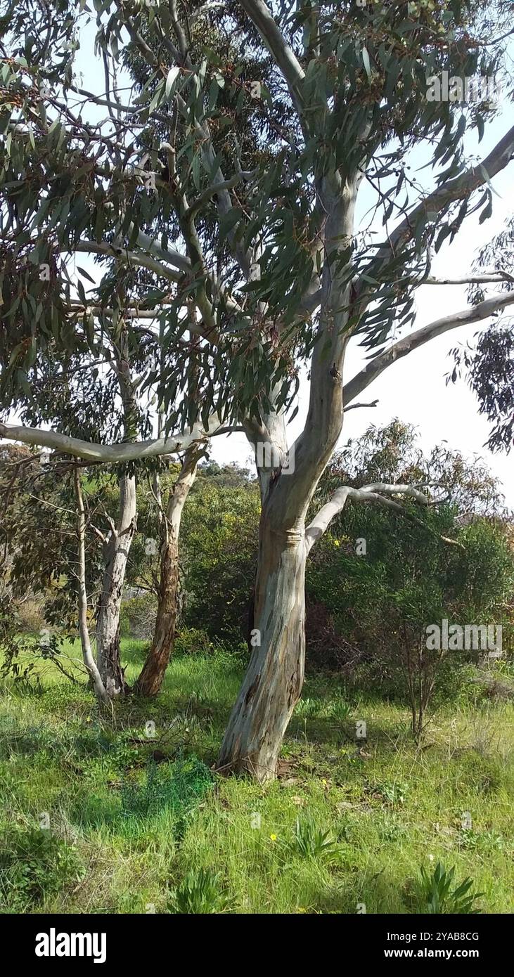 South Australian Blue Gum (Eucalyptus leucoxylon leucoxylon) Plantae ...