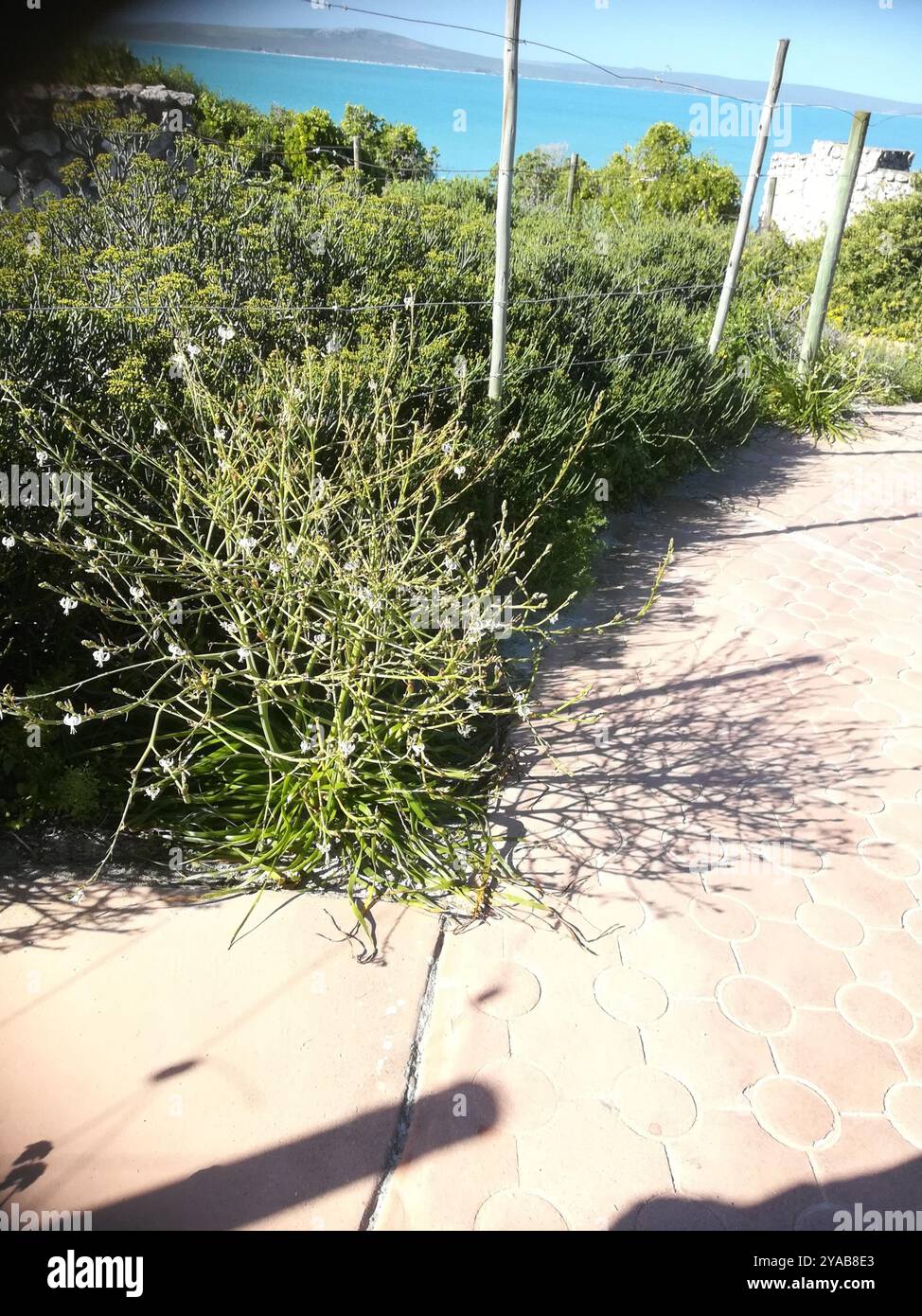 Branch Capespinach (Trachyandra divaricata) Plantae Stock Photo - Alamy