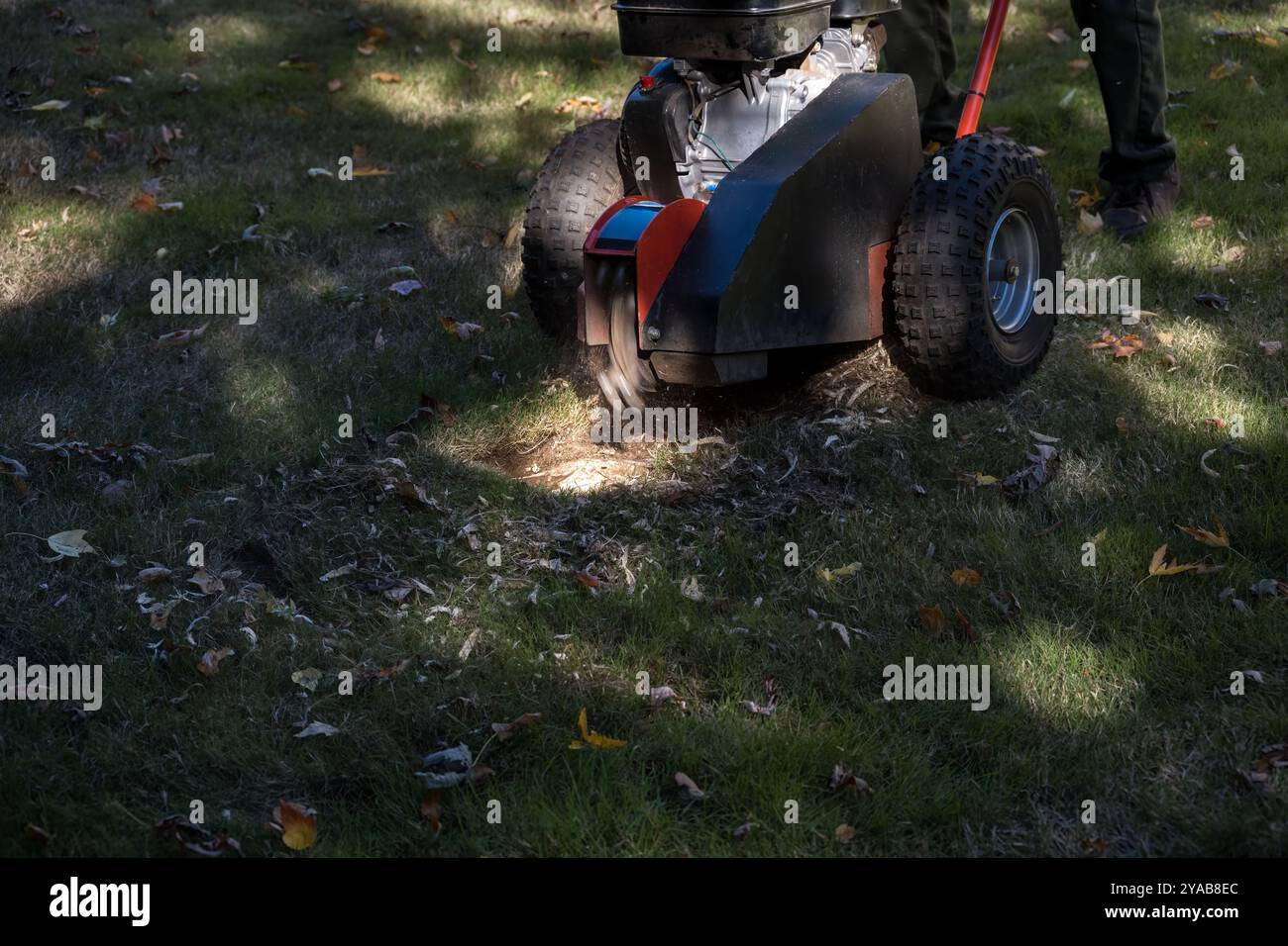 Senior man operating a gas powered stump grinding machine to cut back ...
