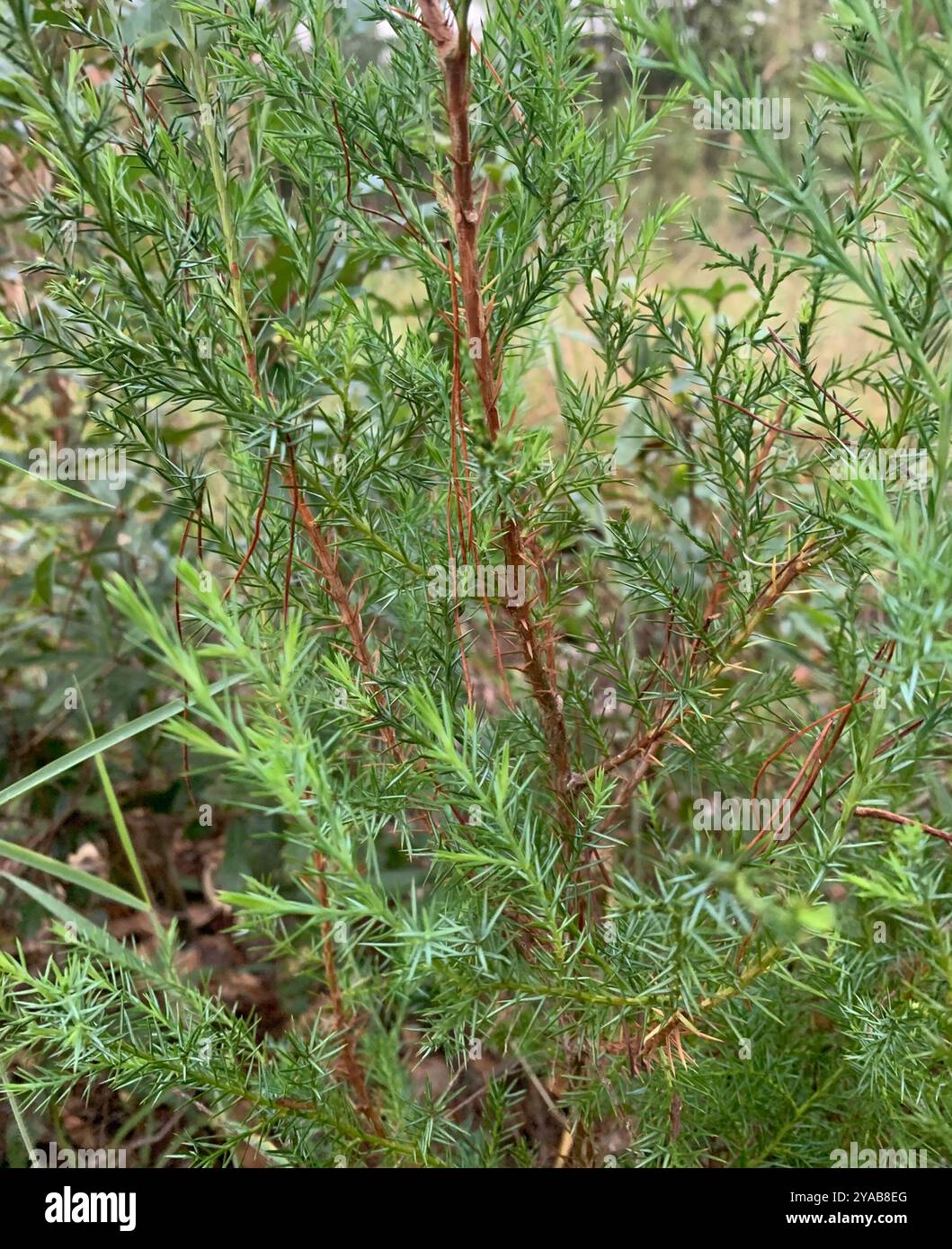 Southern Redcedar (Juniperus virginiana silicicola) Plantae Stock Photo ...