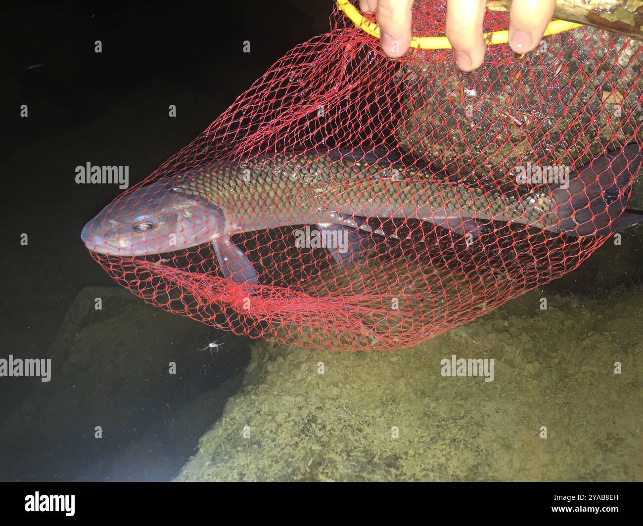 Fallfish (Semotilus corporalis) Actinopterygii Stock Photo - Alamy