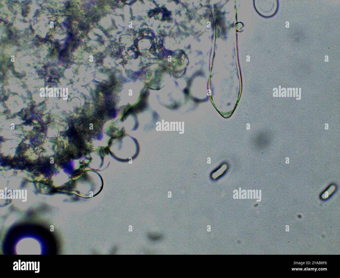 Freckled Dapperling (Echinoderma asperum) Fungi Stock Photo - Alamy