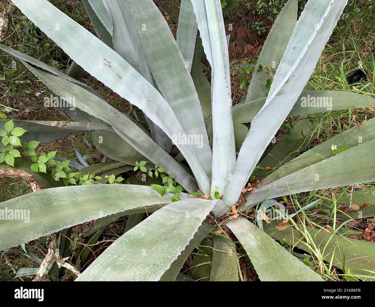 century plants (Agave) Plantae Stock Photo - Alamy