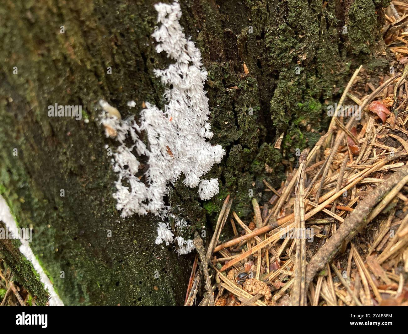 Honeycomb Coral Slime Mold (Ceratiomyxa fruticulosa) Protozoa Stock ...