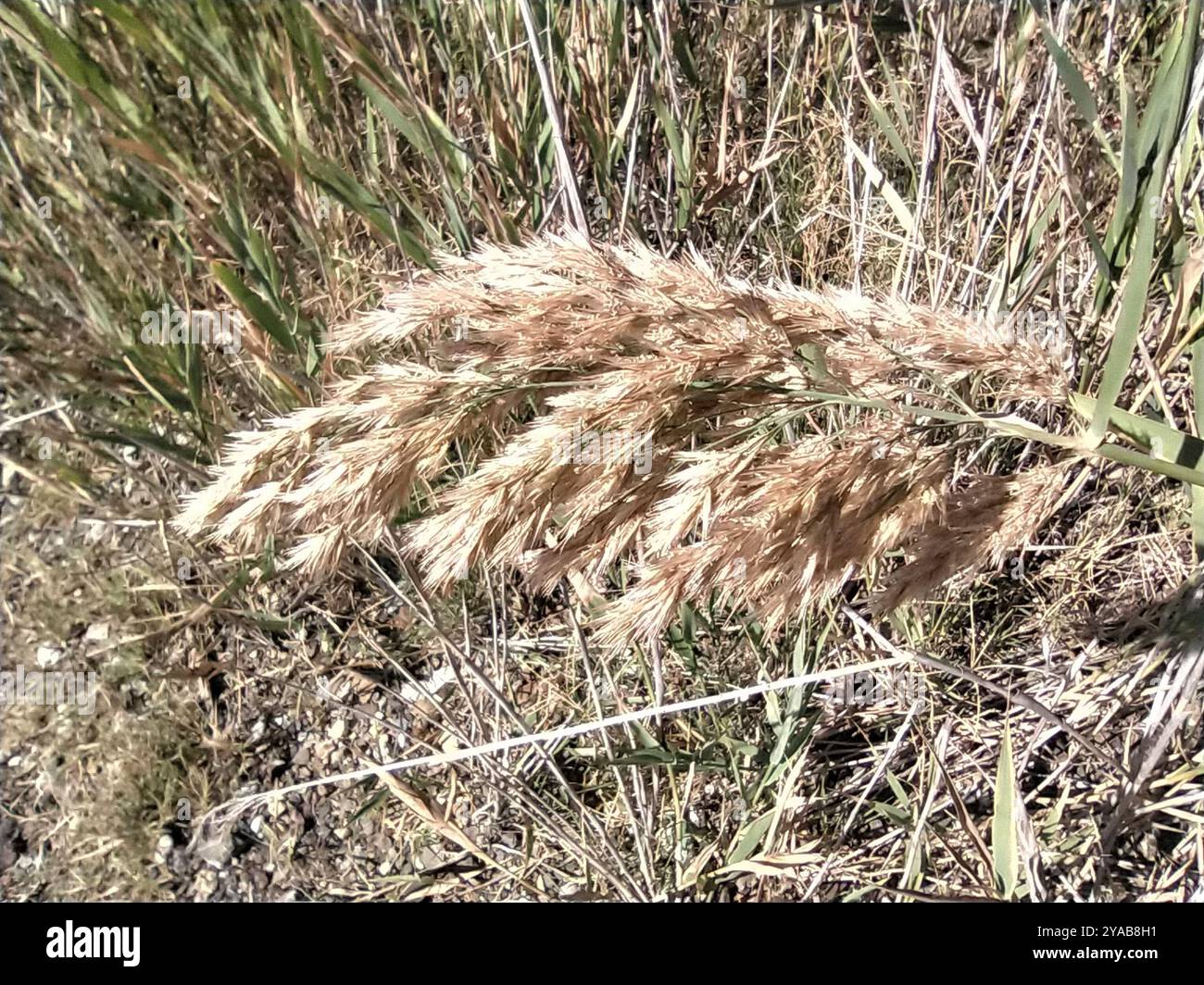 common reed (Phragmites australis) Plantae Stock Photo - Alamy