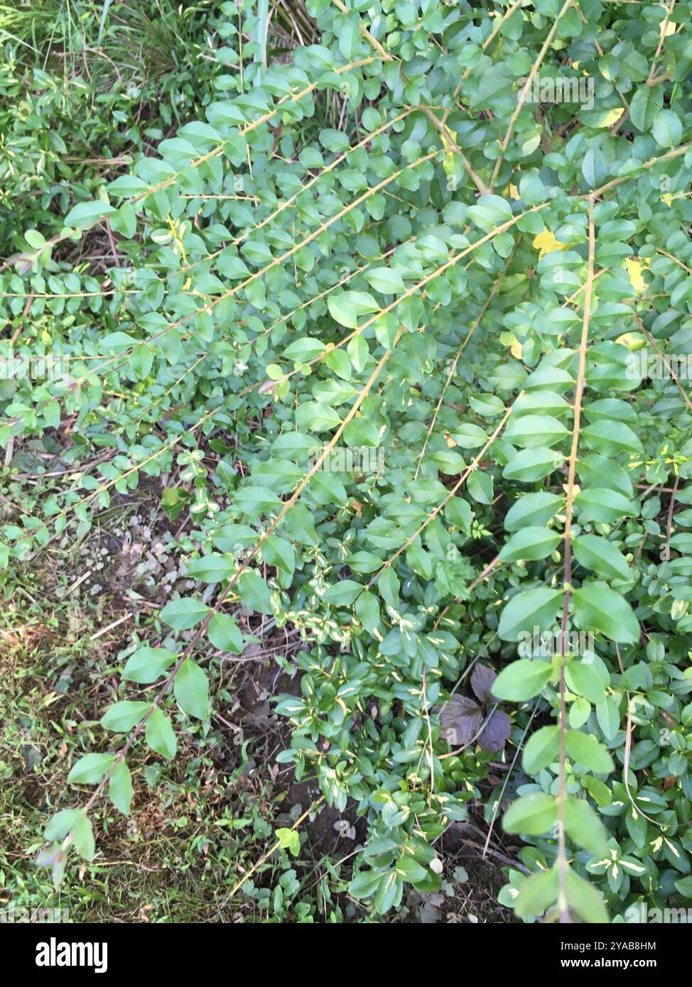 Chinese privet (Ligustrum sinense) Plantae Stock Photo - Alamy