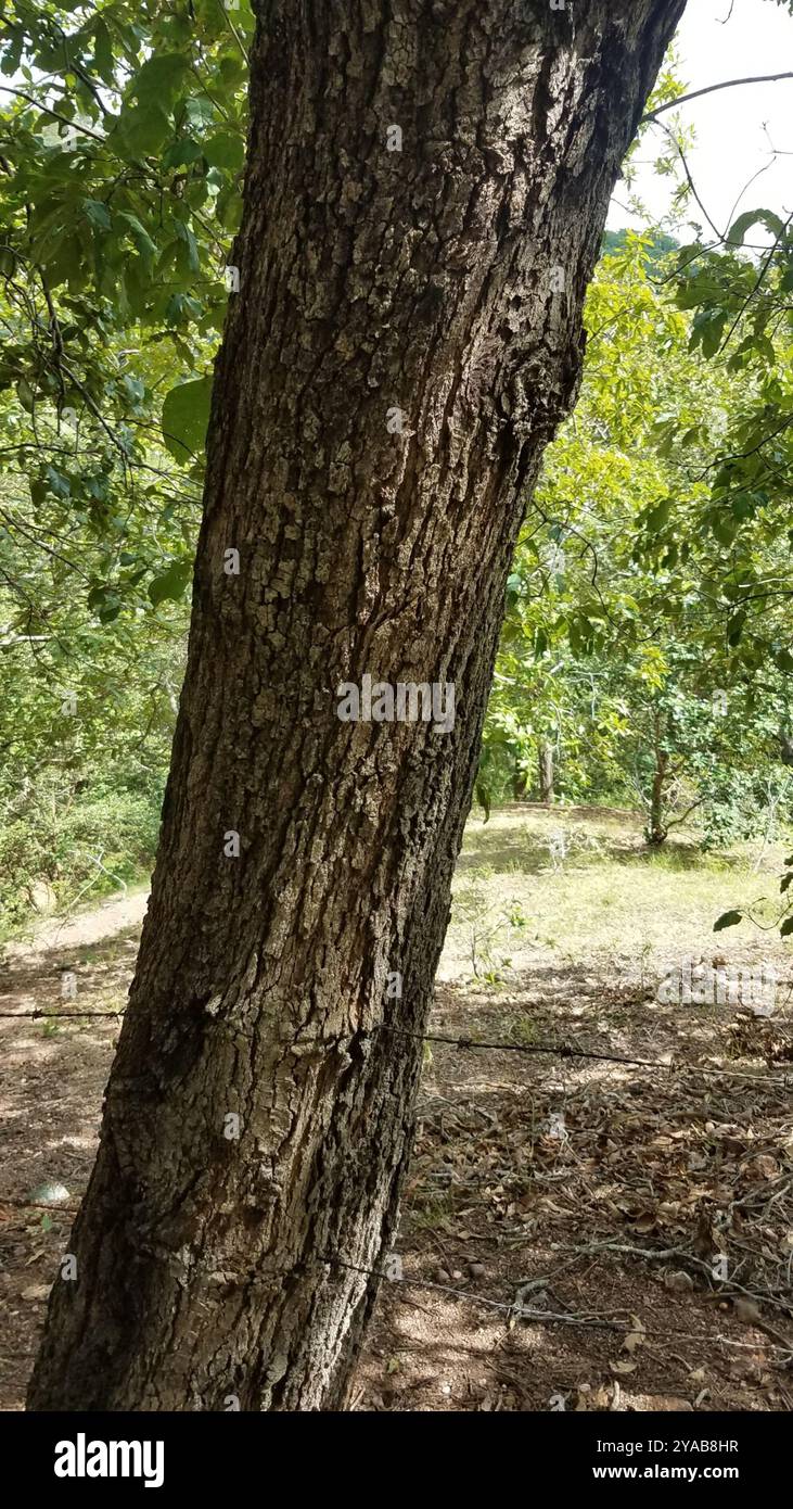 k’antulán (Quercus segoviensis) Plantae Stock Photo - Alamy